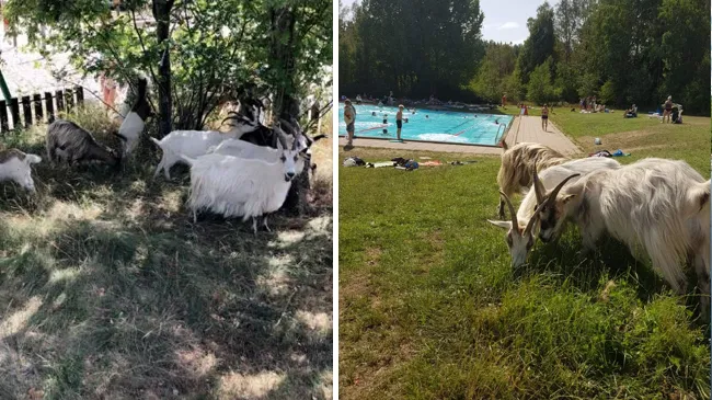 Getter gjorde en utflykt till Breviksbadet | Mitt i