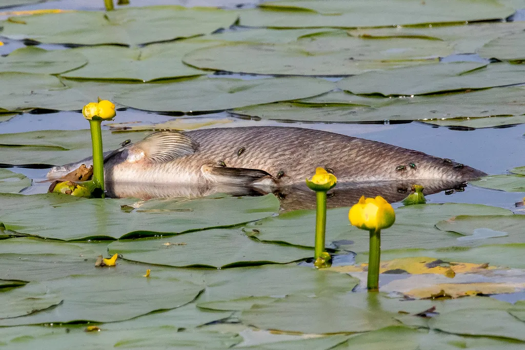 Döda fiskar vid sjön Flaten i Rönninge | Mitt i