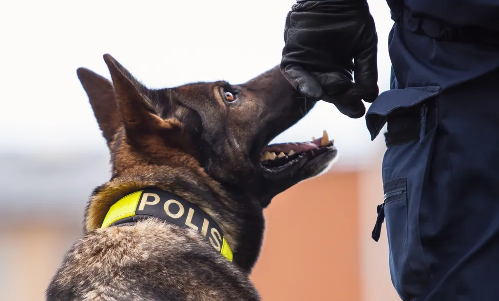 Tjuvar tagna på bar gärning | Mitt i