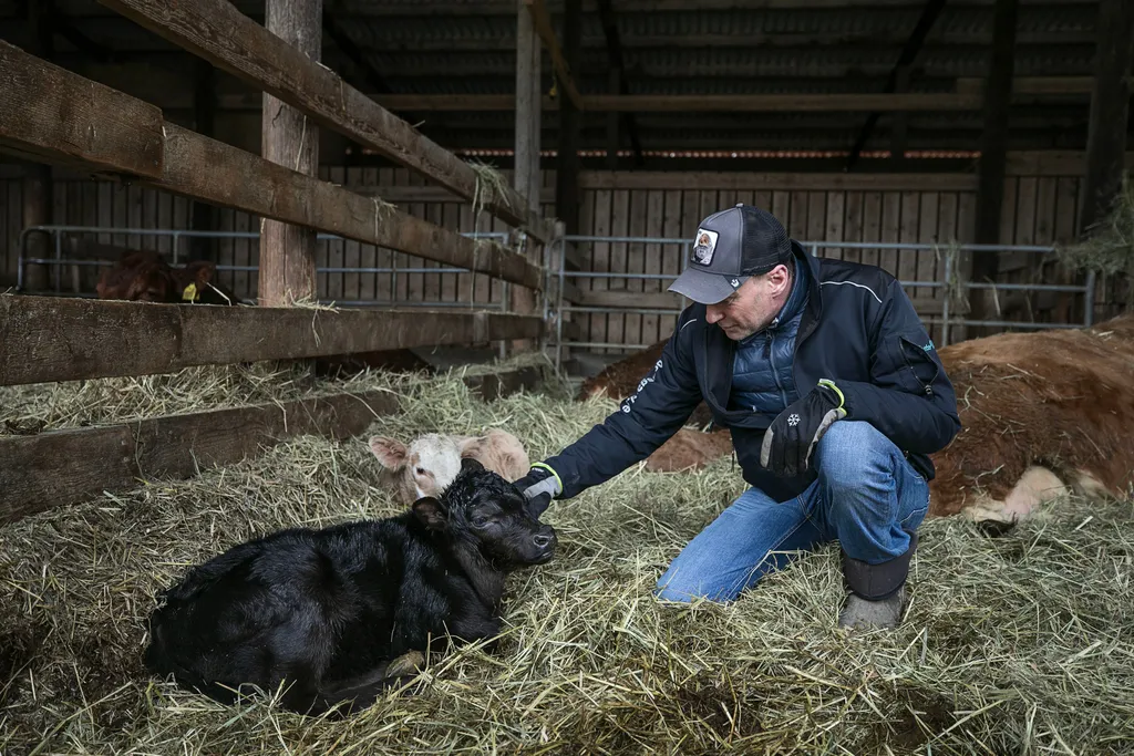 Våren är här – nu kalvas det på Bögs gård | Mitt i