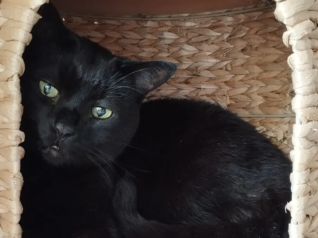 Milo försvann – in i tunnelbanesystemet | Mitt i