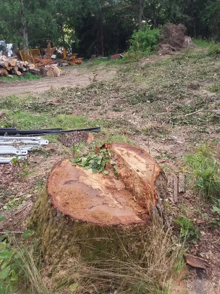 Gammal ek fälldes trots domstolsbeslut | Mitt i